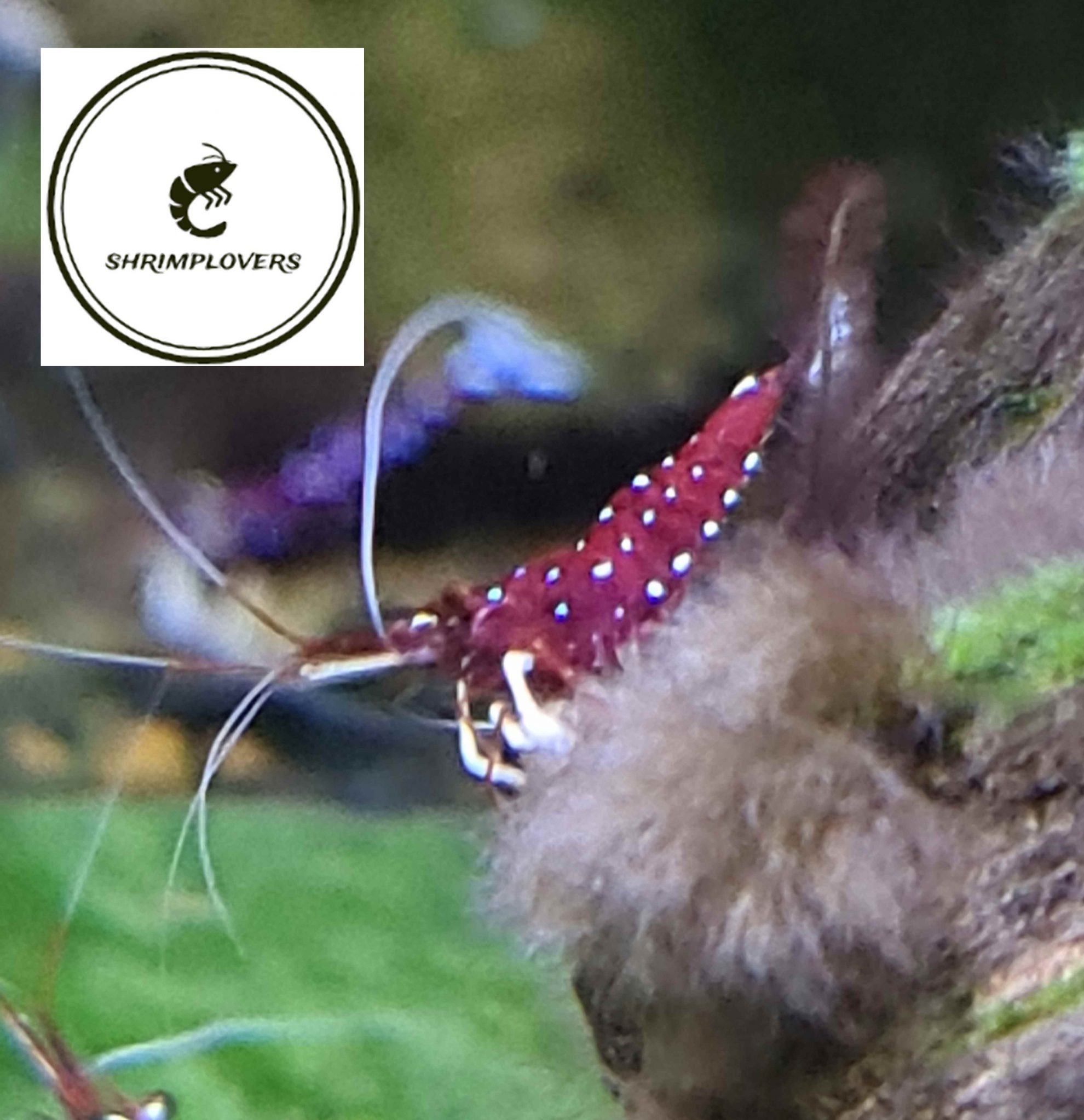 Caridina Dennerle garnaal(kardinaal) - Shrimplovers